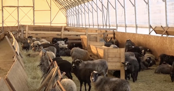 Dezvăluirile unui producător de ovine și prețul pentru carnea de miel