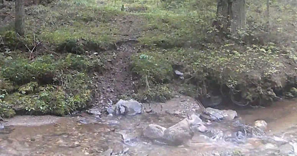 România: Imagini inedite cu un lup care se răcorește într-un râu