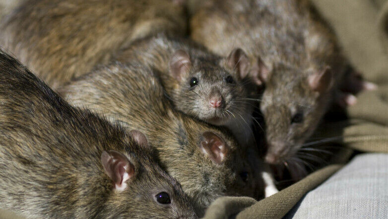 Marea Britanie este asaltată de rozătoare: Au devenit imune la otrăvuri