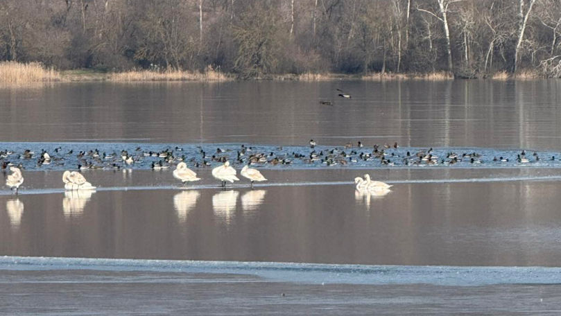 Mai multe lebede, surprinse pe un lac din Republica Moldova