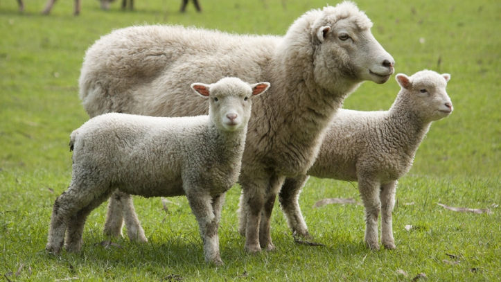 Țara în care sunt prea multe oi și fermierii au început să le dea gratis