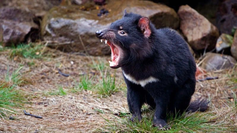O femeie s-a speriat enorm de un diavol tasmanian: A crezut că e jucărie