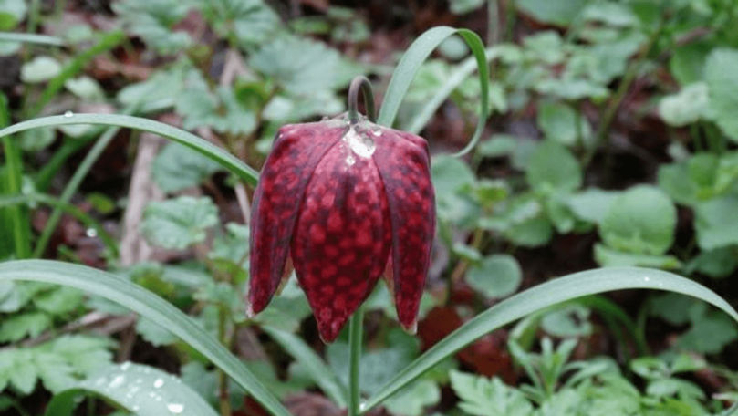 Au înflorit lalelele pestrițe, o plantă rar întâlnită în România