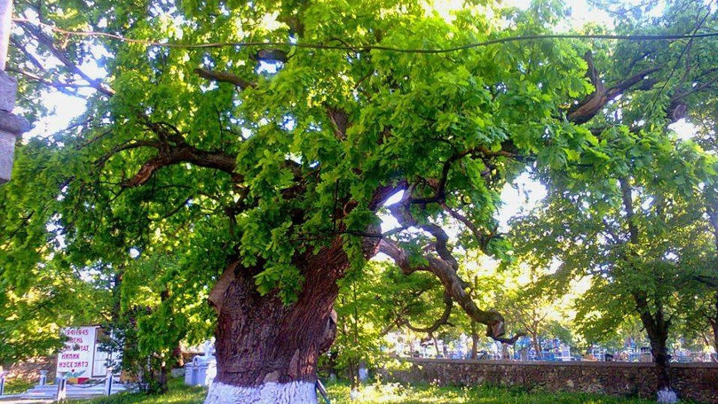 Salvarea stejarului lui Ştefan cel Mare. Care este planul autorităților