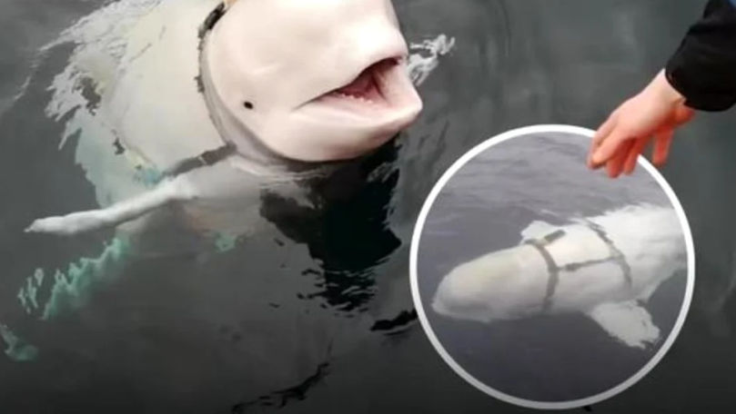 Beluga Hvaldimir, despre care se spunea că este spion rus, găsită moartă