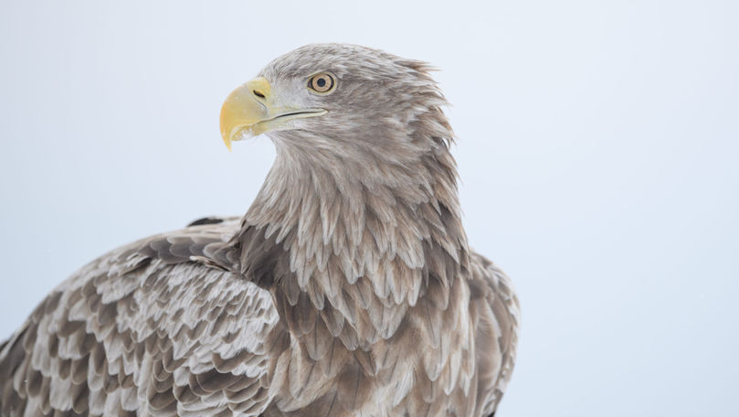 Codalbul a ajuns la Anenii Noi: Populația speciei este de 4-5 perechi