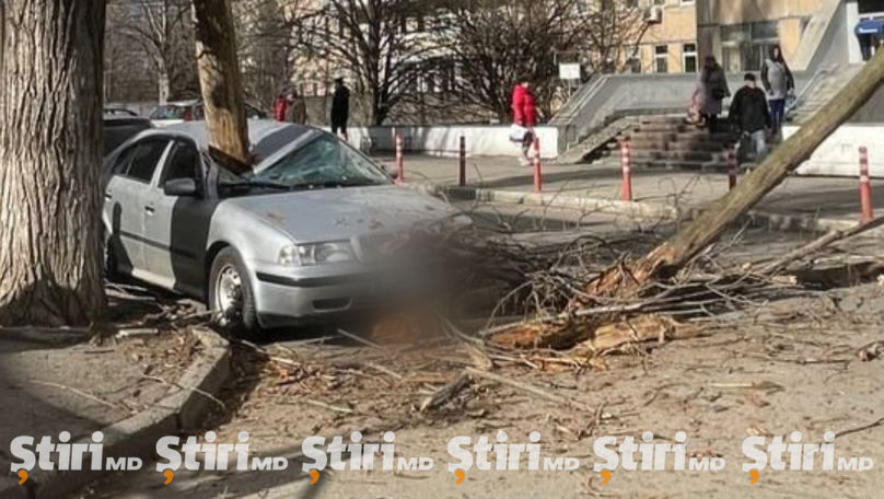 Ce spune proprietara mașinii care a fost distrusă de un copac uscat