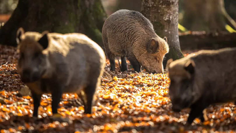 Încă un oraș din Italia este invadat de porci-mistreți