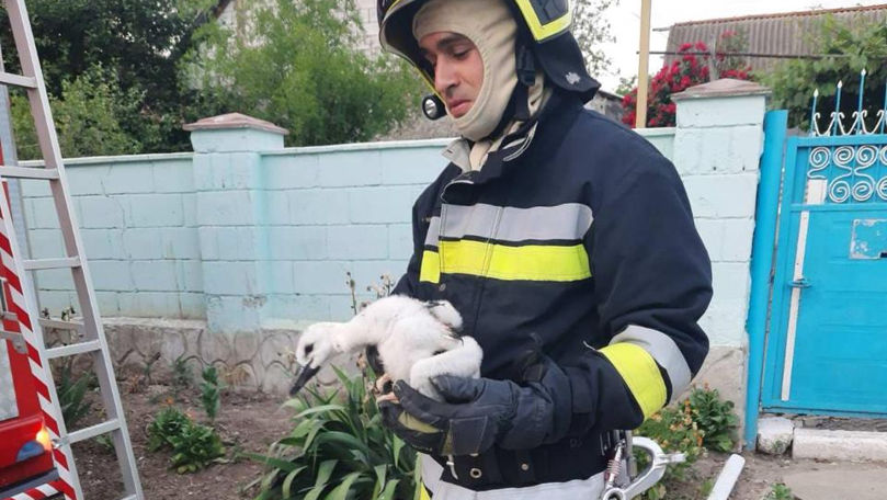 Pompierii din Căușeni au salvat un pui de barză căzut din cuibul său