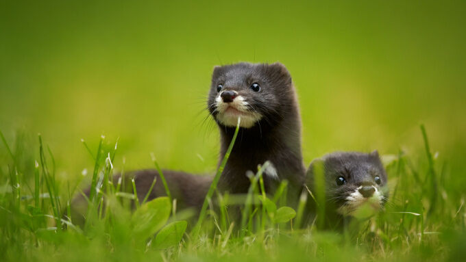 UE acordă României ajutor de milioane de euro pentru salvarea nurcilor