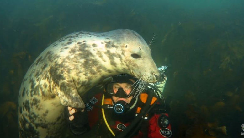 Viral pe TikTok: O focă a îmbrățișat și gâdilat un scafandru