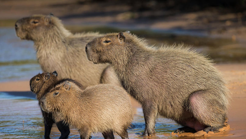 Un pui de capibara de la Grădina Zoologică, cu laba în ghips. Ce a pățit