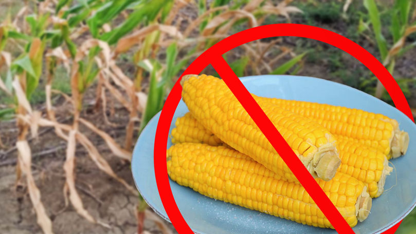 Porumbul fiert, o delicatesă: Mulți pofticioși își pun pofta în cui