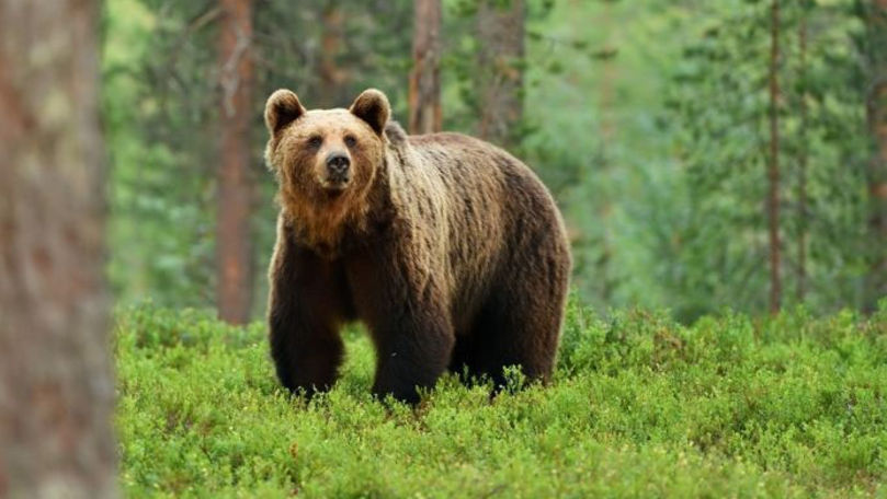 Cum arată bărbatul care a petrecut o lună în bârlogul ursului