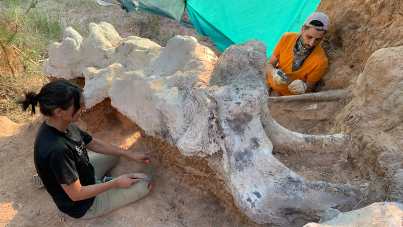 Un schelet gigantic de dinozaur, găsit într-o grădină din Portugalia