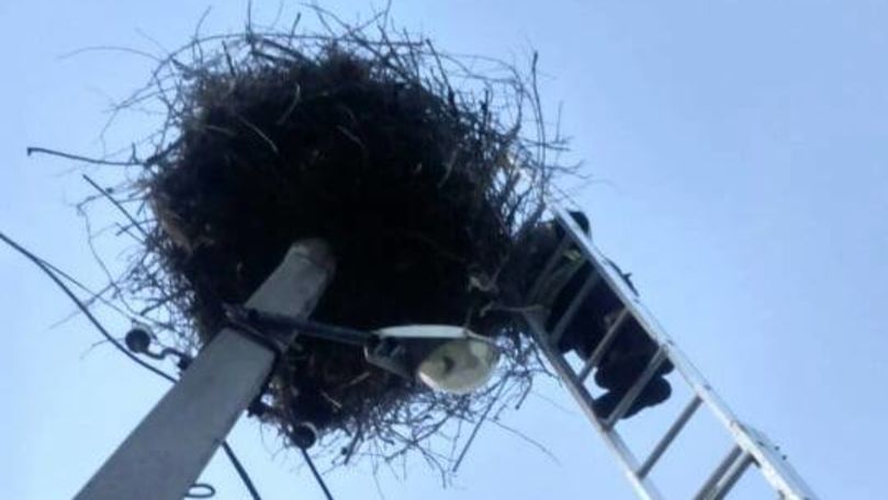 Alertă 112: Pompierii au salvat un pui de cocostârc la Criuleni