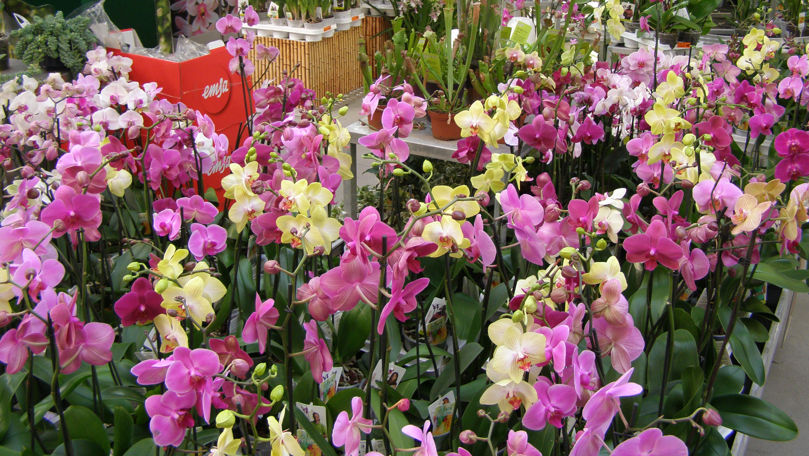 O specie rară de orhidee, redescoperită după 120 de ani