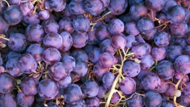 Strugurii de masă din Moldova, mai scumpi în țară decât în Rusia