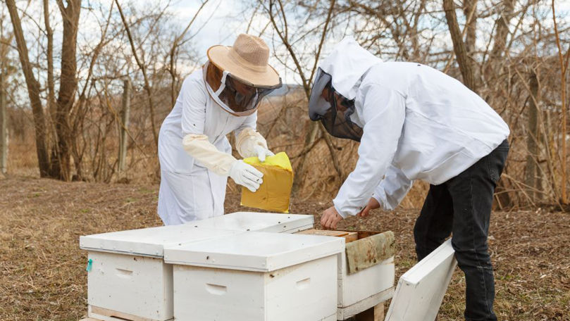 Apicultorii din Moldova produc și exportă turte dulci pentru albine