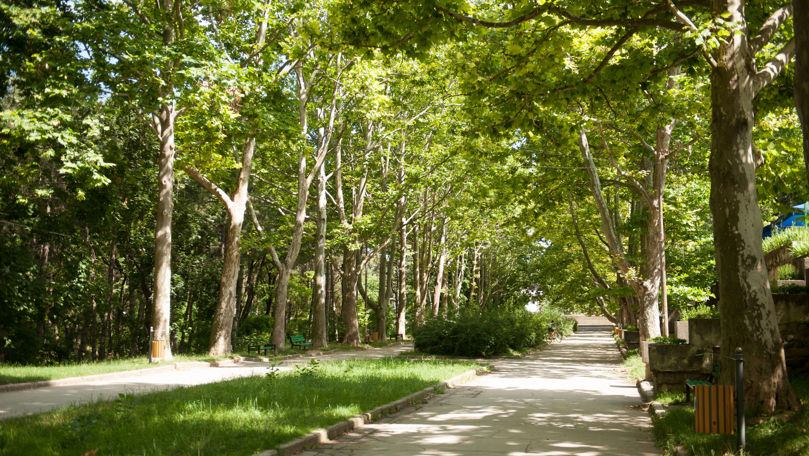 Copacii din sectorul Botanica, otrăviți: Ce spun ecologiștii