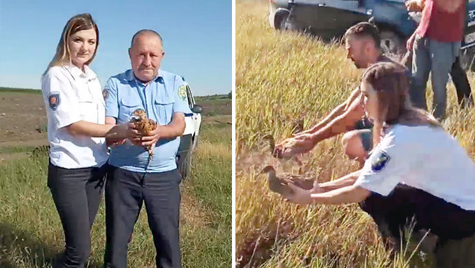 Sute de pui de fazan, eliberați în mediul natural la Bălți
