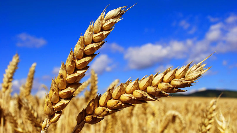 Recolta de grâu din acest an va depăși 1,2 milioane de tone