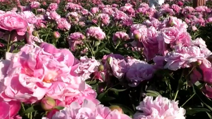 În orăşelul Hliboca, Cernăuți, a înflorit cel mai mare câmp de bujori