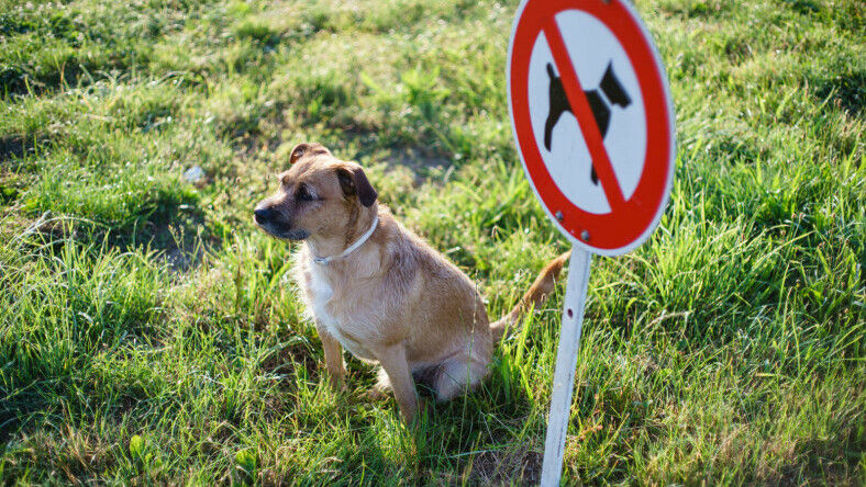 Orașul din Europa unde este interzisă plimbarea câinilor în parcuri