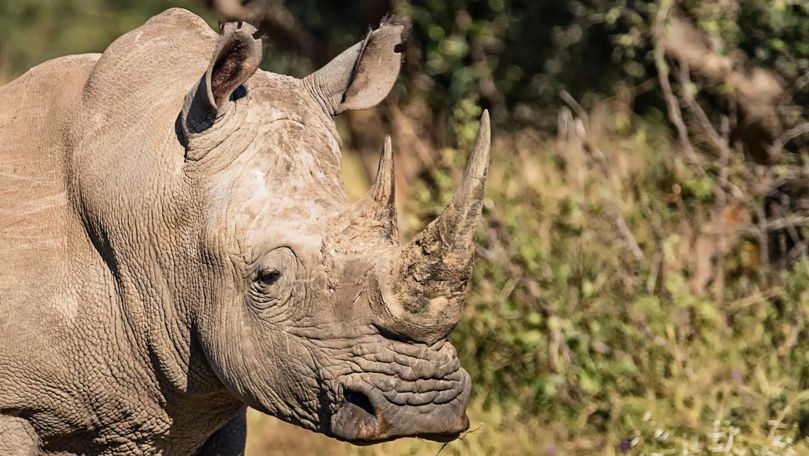 Stare de șoc pentru un grup de turiști atacați de un rinocer în India
