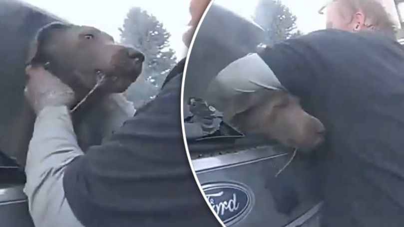 Momentul dramatic în care un câine e salvat dintr-o mașină în flăcări Momentul dramatic în care un câine e salvat dintr-o mașină în flăcări