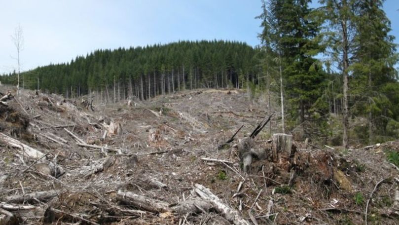 Câți kilometri au fost defrișați din pădurea amozoniană din Brazilia