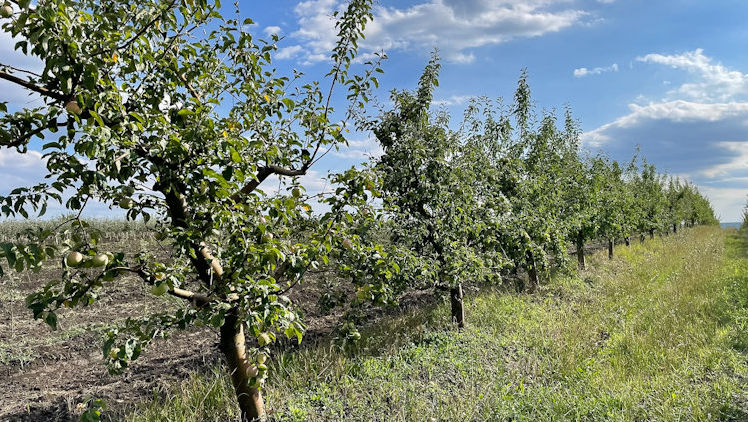 Expert: Mai puține livezi de mere în rod, dar cu o productivitate mare