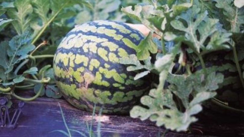 Primii pepeni verzi autohtoni de vânzare în pieţe. Care este prețul