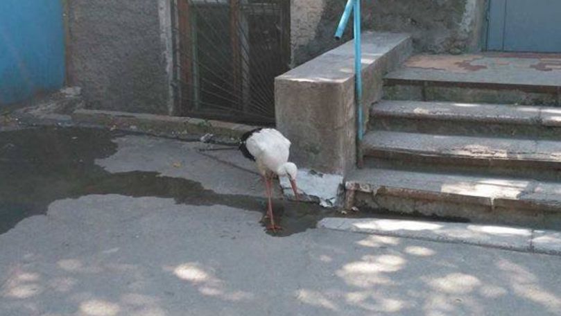 Un cocostârc, rătăcit în Capitală. Explicația specialiștilor