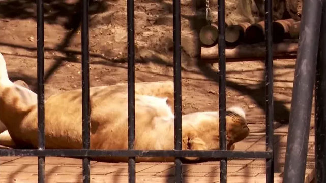 Cum animalele de la Grădina Zoologică din Chișinău fac față caniculei