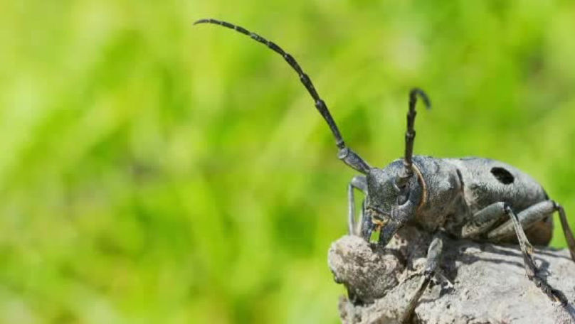 Insectă periculoasă lângă R. Moldova: Distruge din interior copacii