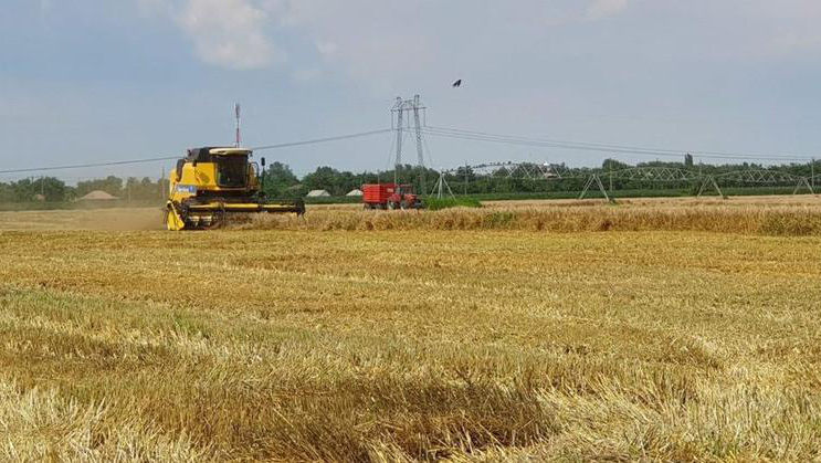Agricultorii din nordul țării au început recoltarea rapiței și a grâului