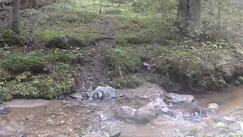 România: Imagini inedite cu un lup care se răcorește într-un râu