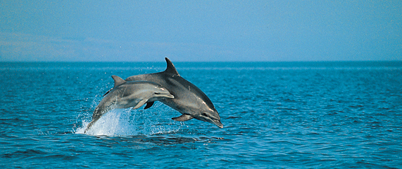 Lucruri surprinzătoare pe care nu le ştiai despre delfini