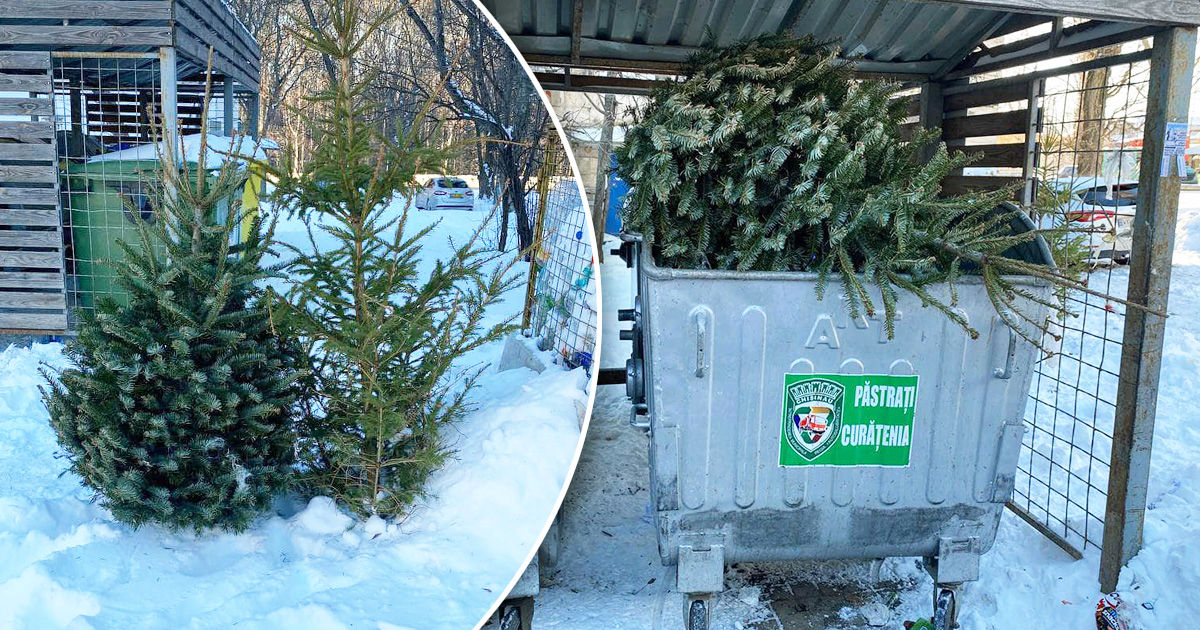 В столице призывают отдавать новогодние елки на переработку