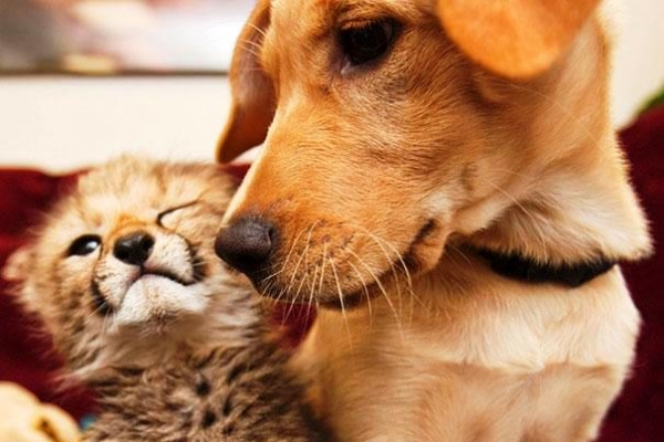 15 prietenii neobisnuite intre animale de diferite specii