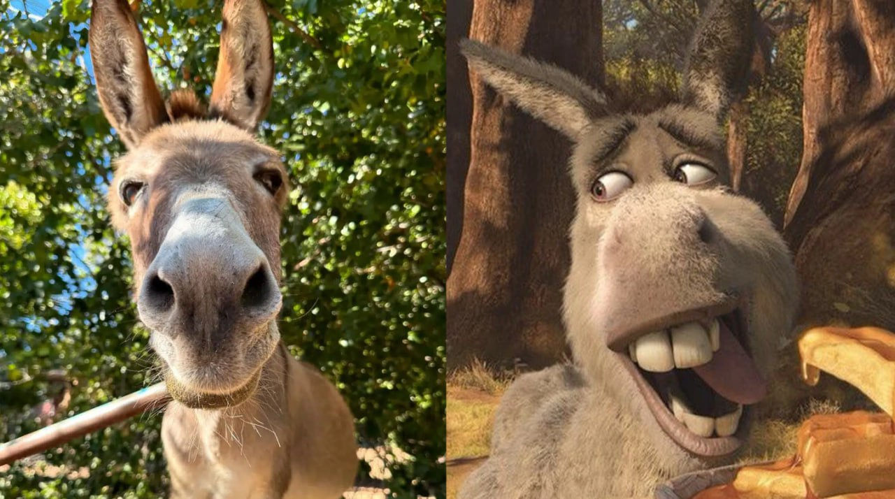 Perry, animalul care a inspirat personajul măgar din „Shrek”, a murit