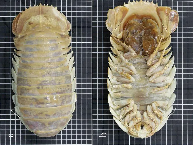 O nouă specie de izopod de mare adâncime, descoperită în Golful Mexic