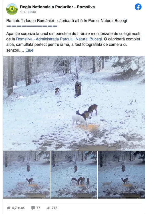 Romsilva a publicat imagini cu un animal rar întâlnit, apărut în Bucegi